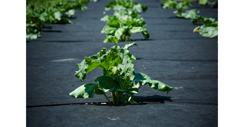 Geocover geotextil (fekete 3,2*5 m 50 g)